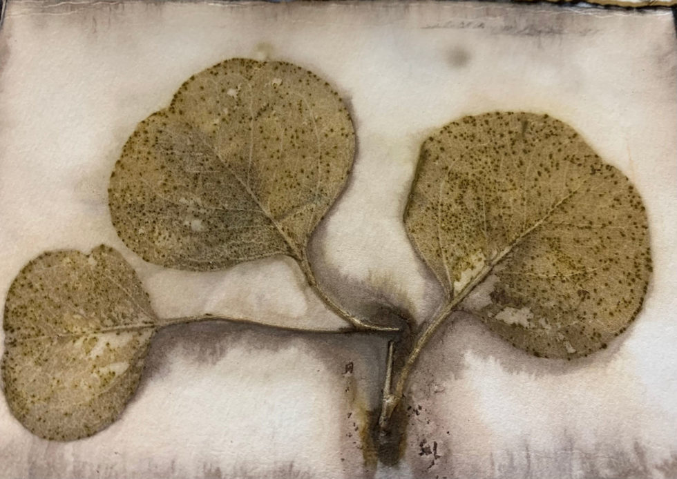 Printmaking With Plants | September 22-23 | Color | Ink Studio